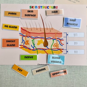 Human Anatomy Busy Book Human Skin Structure Body Systems Body Parts ...
