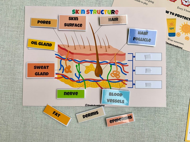 Human Anatomy Busy Book Human Skin Structure Body Systems Body Parts ...