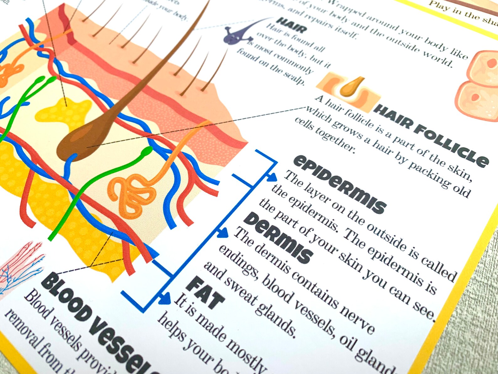 Human Anatomy Busy Book Human Skin Structure Body Systems Body - Etsy