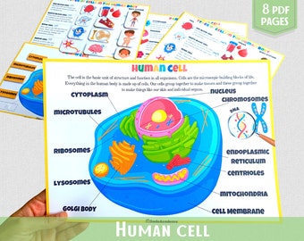 Human Body Cell, Human Anatomy Study Pack, Preschool Activities ...