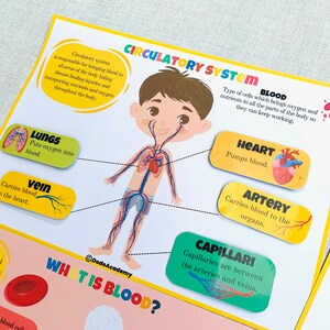 Human Anatomy Activity Circulatory System Anatomical Heart Human Body ...