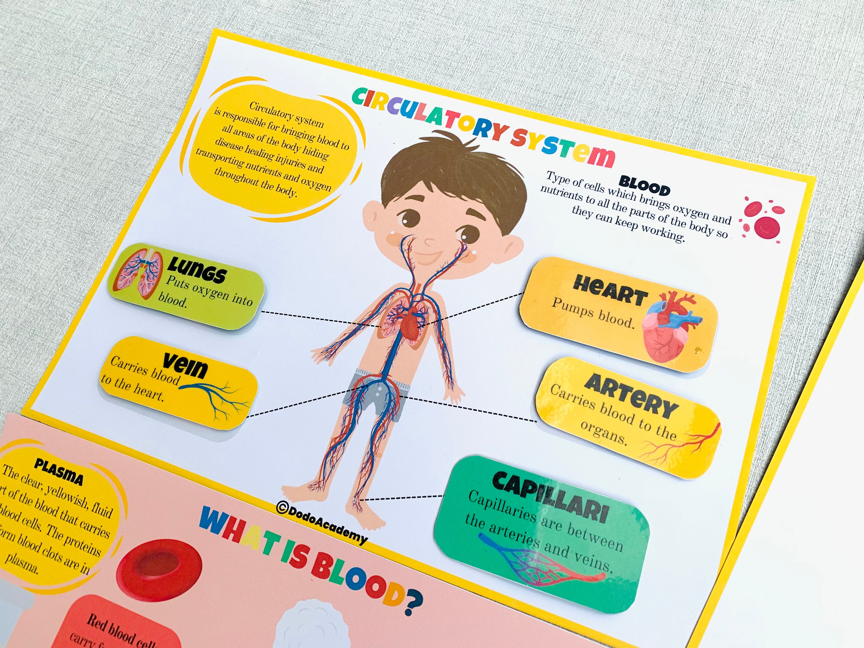 Human Anatomy Activity Circulatory System Anatomical Heart Human Body ...