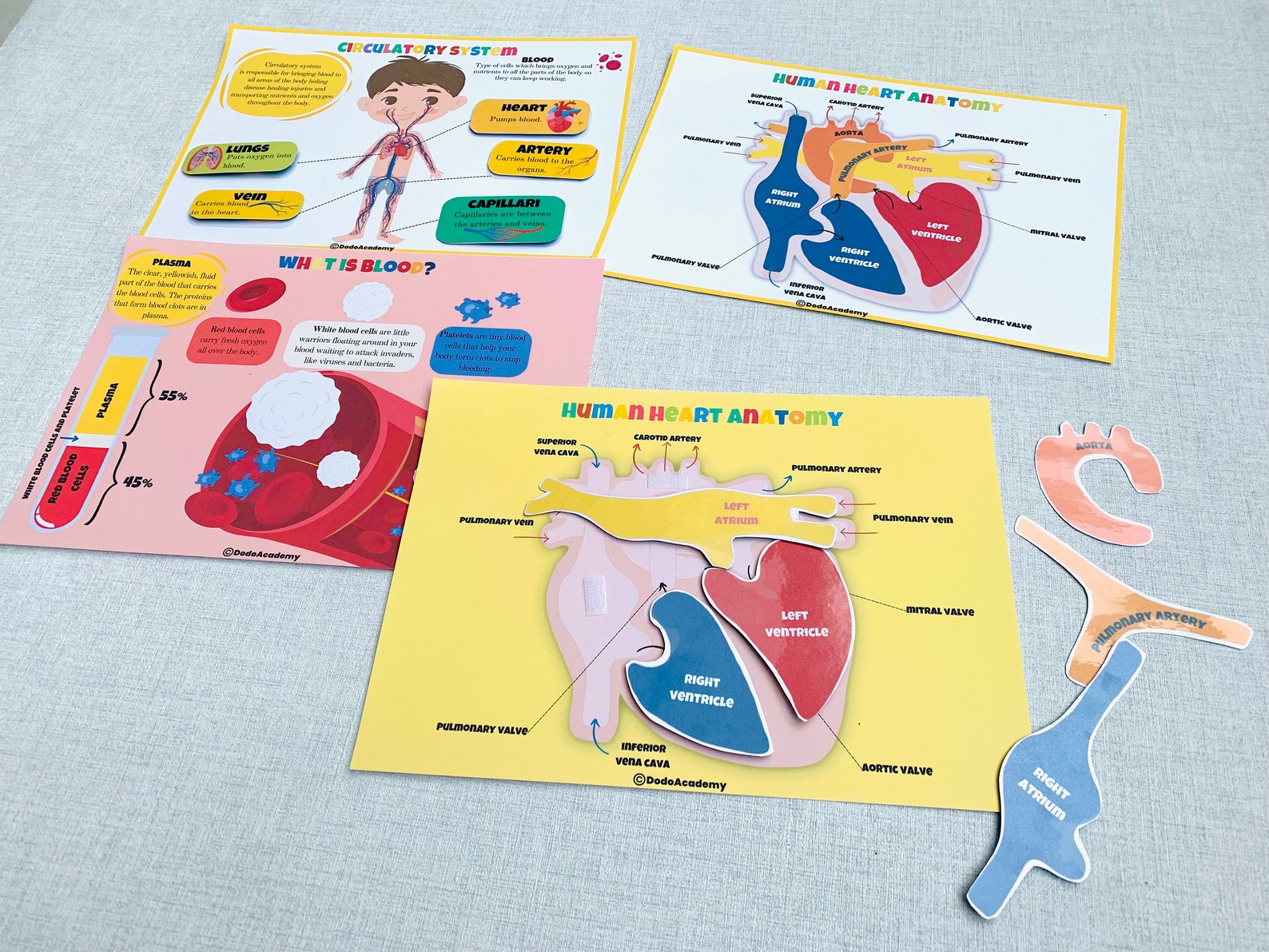 Human Anatomy Busy Book Body Parts Printable Montessori Material ...
