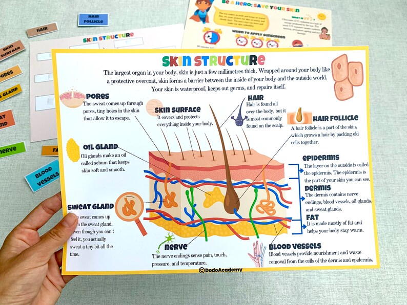 Human Anatomy Busy Book Human Skin Structure Body Systems Body Parts ...