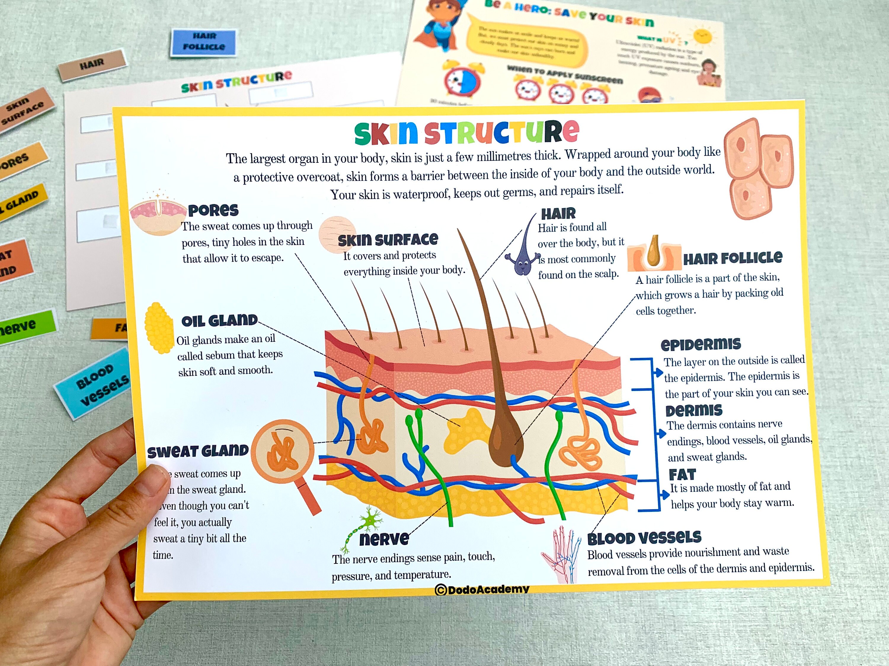 Human Anatomy Busy Book Human Skin Structure Body Systems Body Parts ...