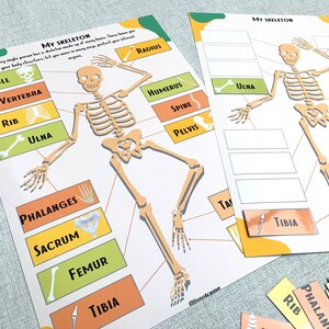 Human Skeleton Busy Book, Skeletal System Anatomy Pack, Printable ...