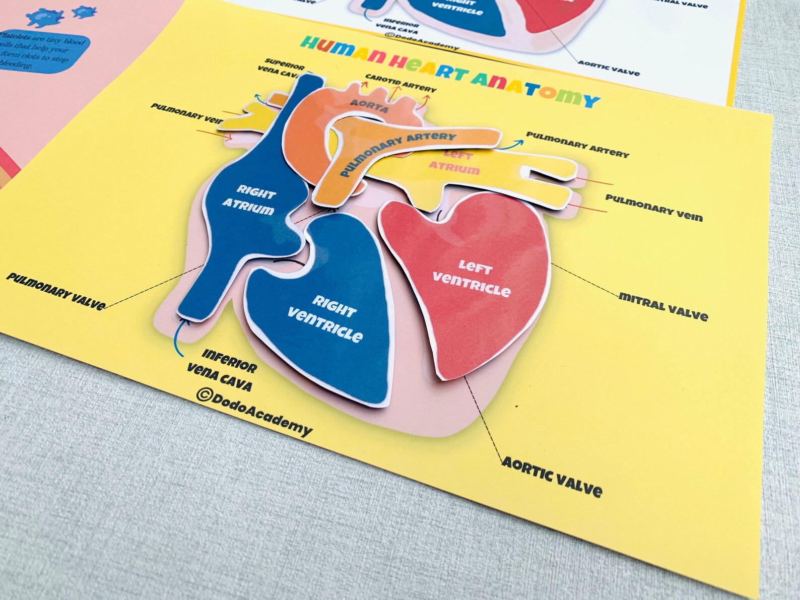 Human Anatomy Activity Circulatory System Anatomical Heart Human Body ...