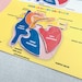 Human Anatomy Activity Circulatory System Anatomical Heart Human Body ...