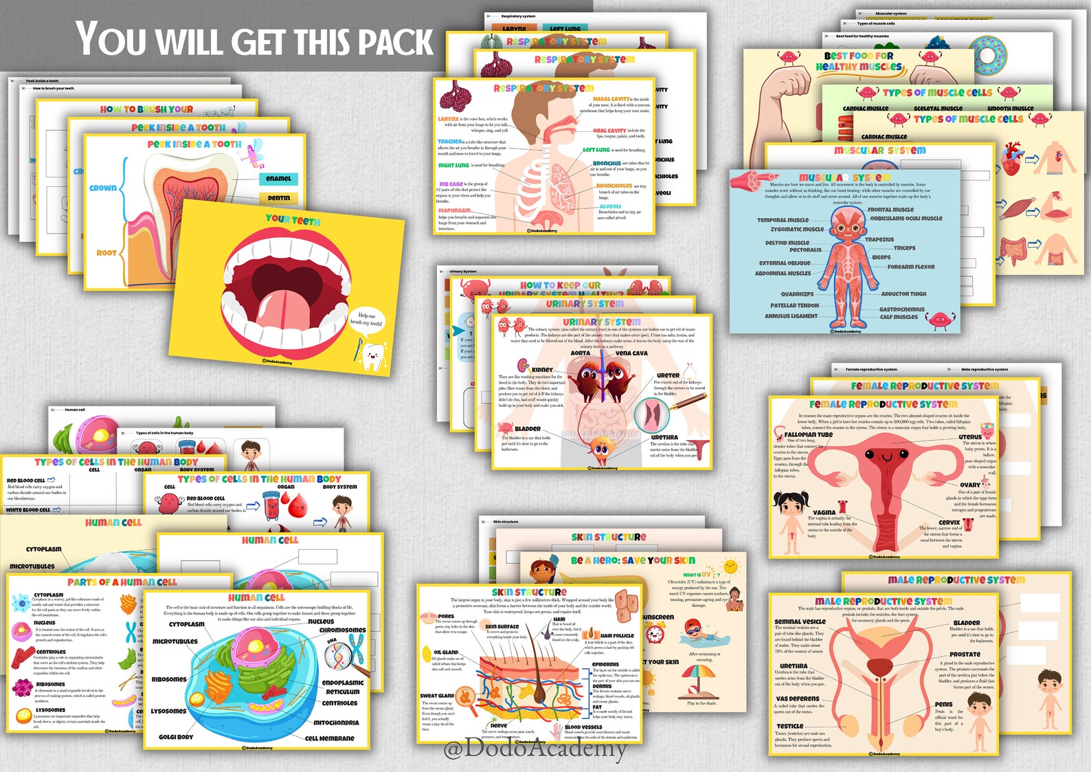 Human Anatomy Busy Book Body Parts Printable Montessori Material ...