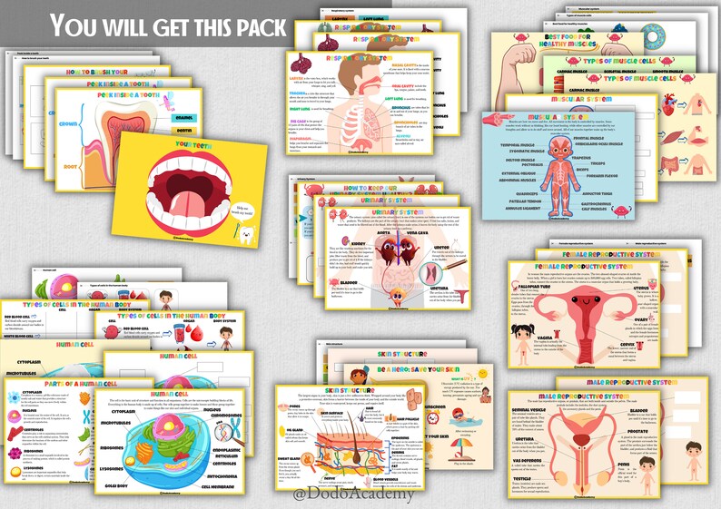 Human Anatomy Busy Book Body Parts Printable Montessori - Etsy