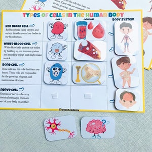 Human Anatomy Busy Book Human Cell Body Parts Printable Montessori ...