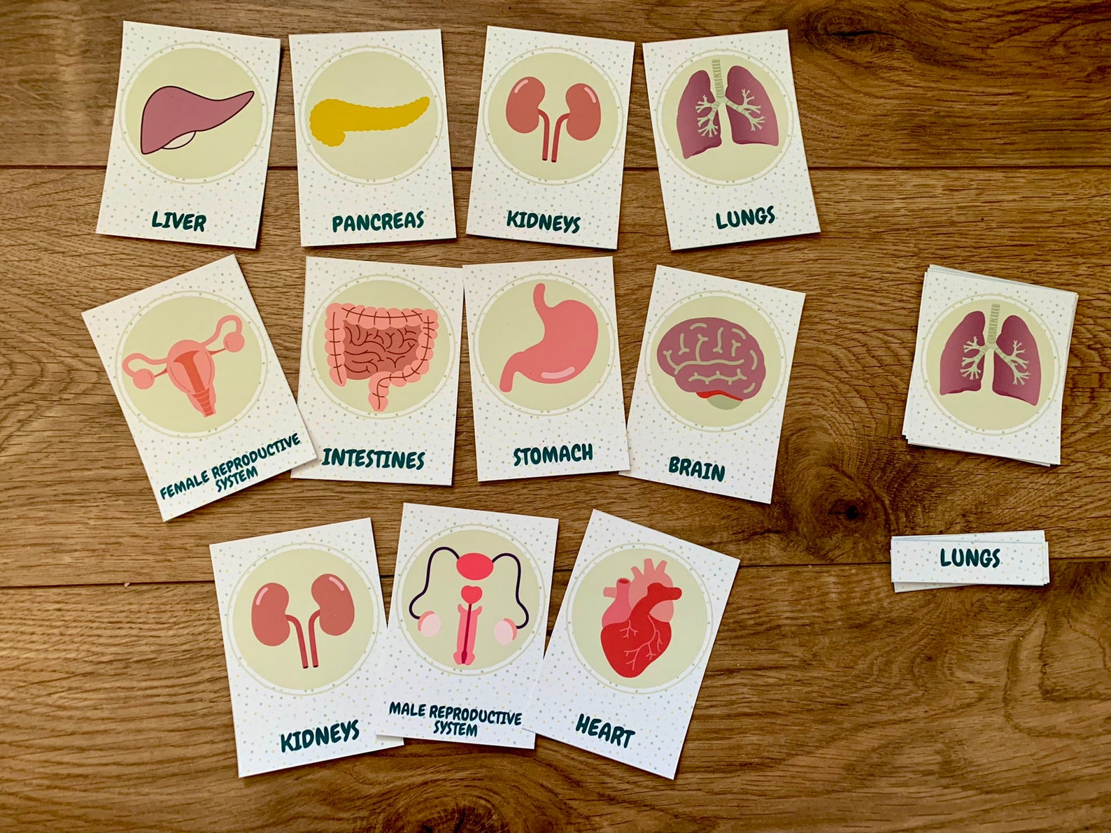 Human Organs Learning Activity With Flashcards and Body Facts ...