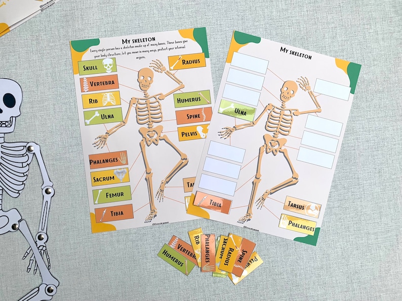 Human Skeleton Busy Book, Skeletal System Anatomy Pack, Printable ...