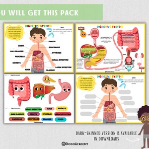 Human Digestive System Human Anatomy Busy Book Homeschool Learning ...