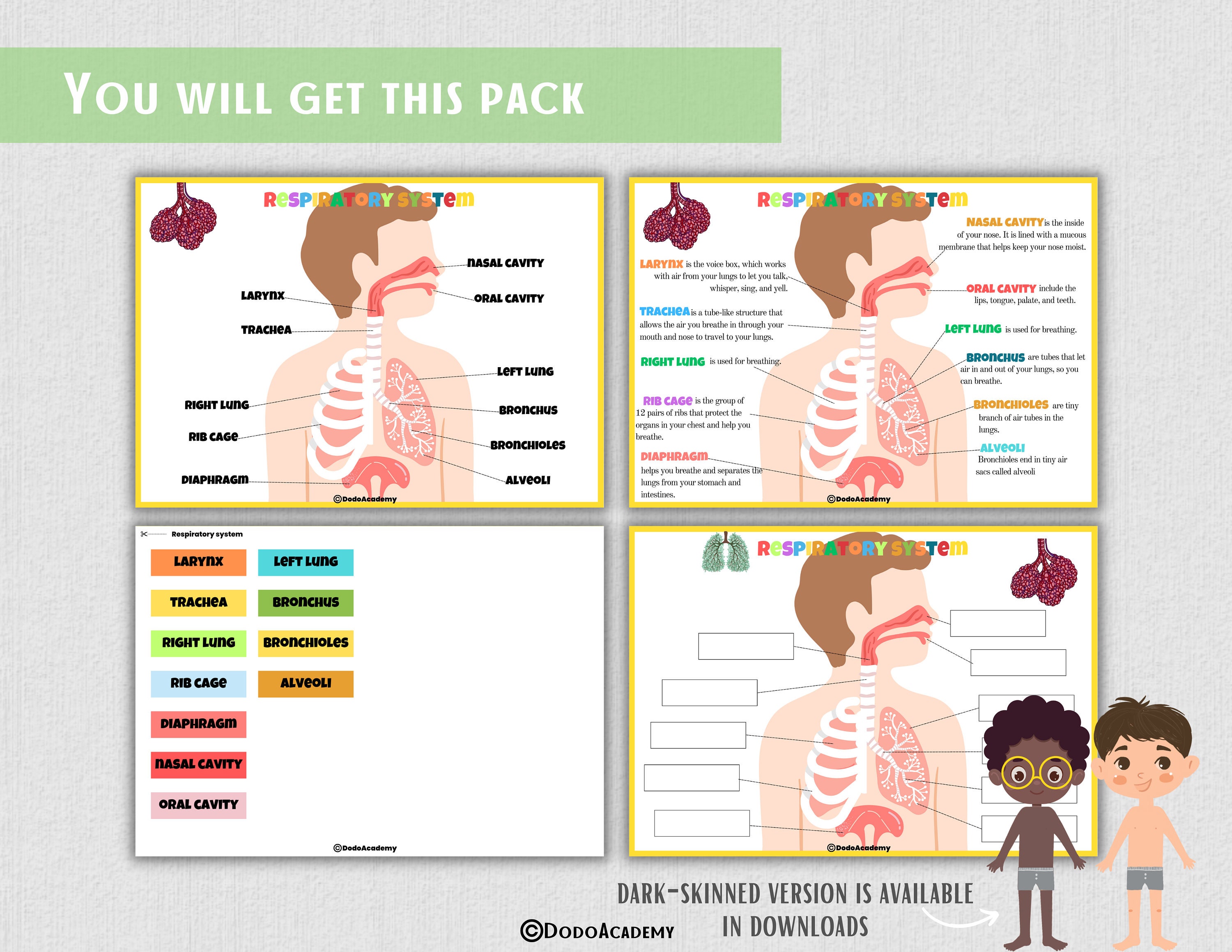 Respiratory System Learning Activity Human Anatomy Busy Book Montessori ...