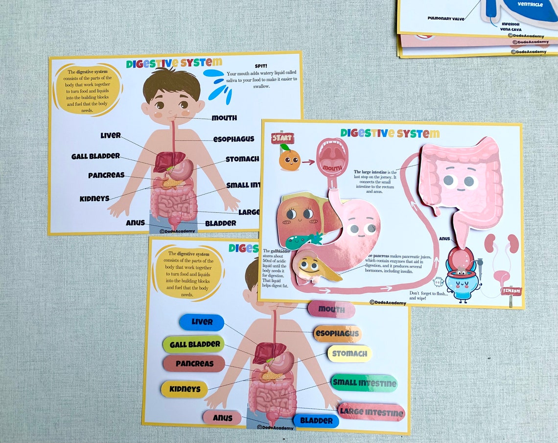 Human Digestive System Human Anatomy Busy Book Homeschool Learning ...