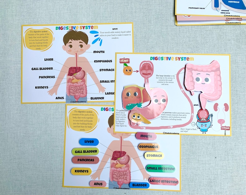 Human Digestive System Human Anatomy Busy Book Homeschool Learning ...