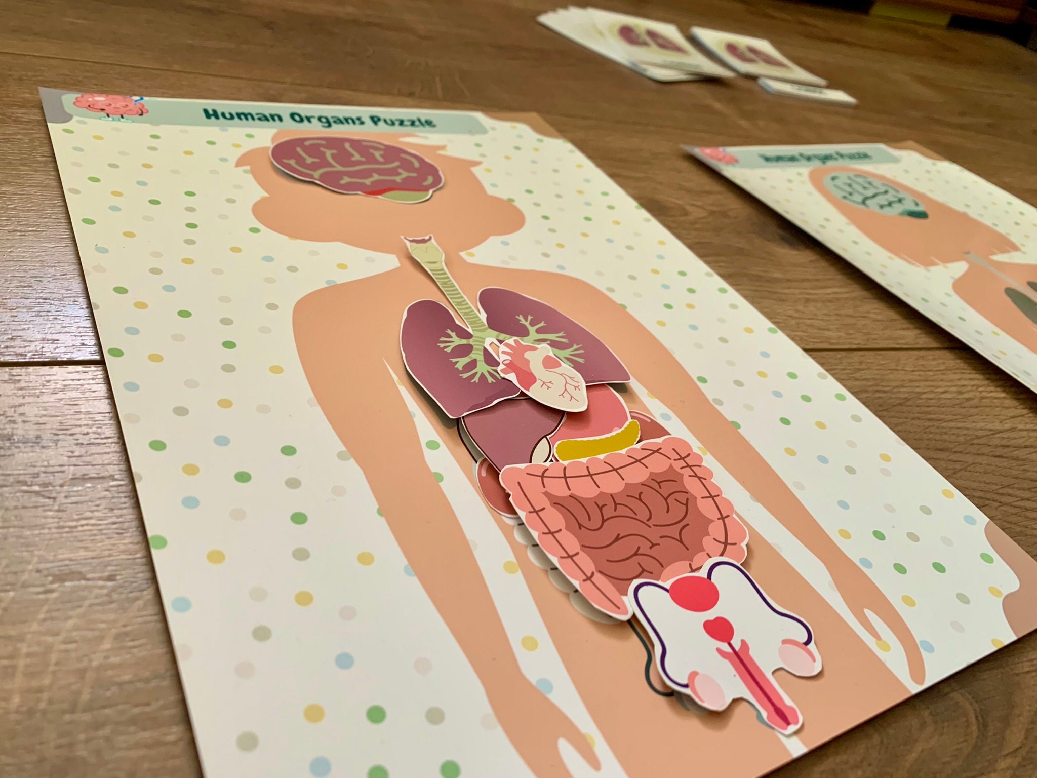 Human Organs Learning Activity With Flashcards and Body Facts ...