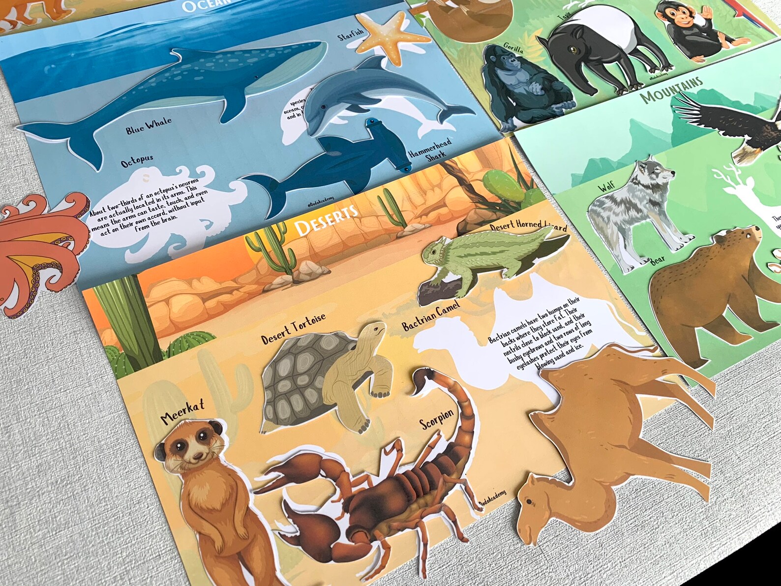 Animal Habitats Matching Game Geography Sorting Activity - Etsy