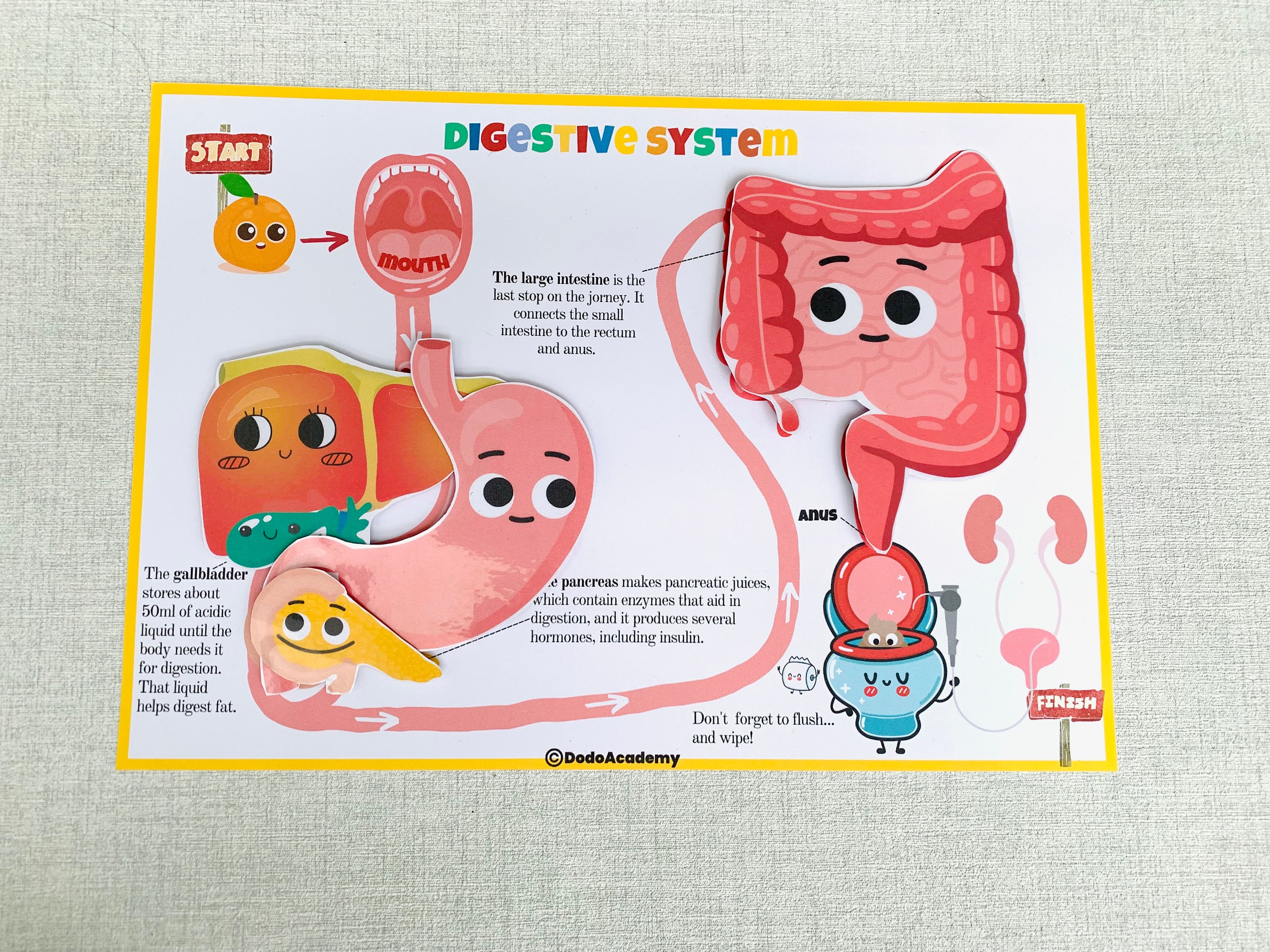 Human Digestive System Human Anatomy Busy Book Homeschool Learning ...