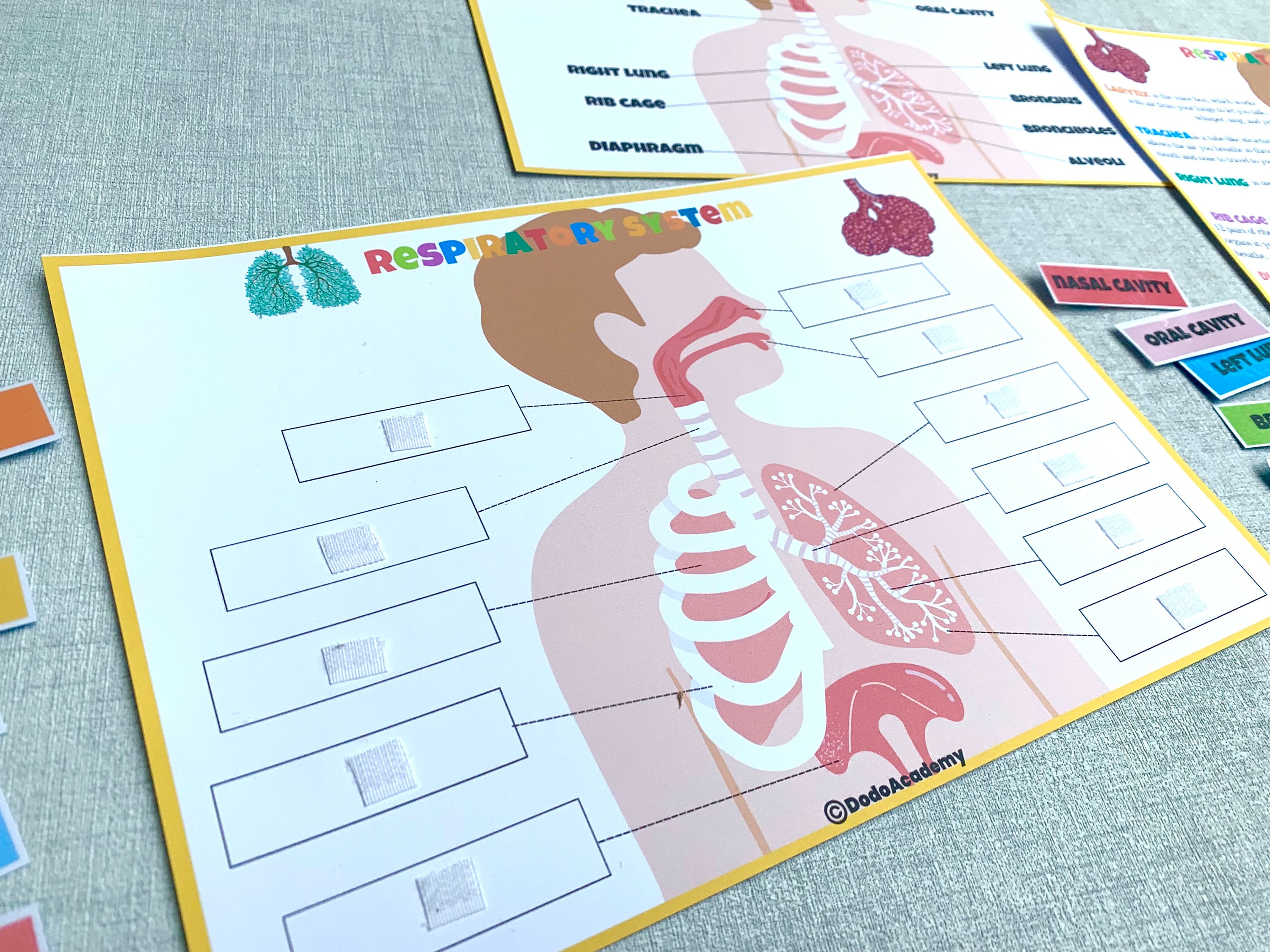 Respiratory System Learning Activity Human Anatomy Busy Book - Etsy