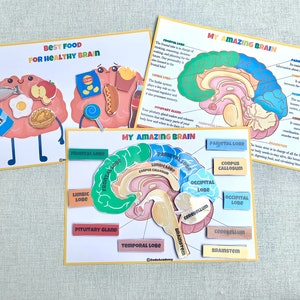 My Amazing Brain Learning Activity Human Anatomy Busy Book Montessori ...