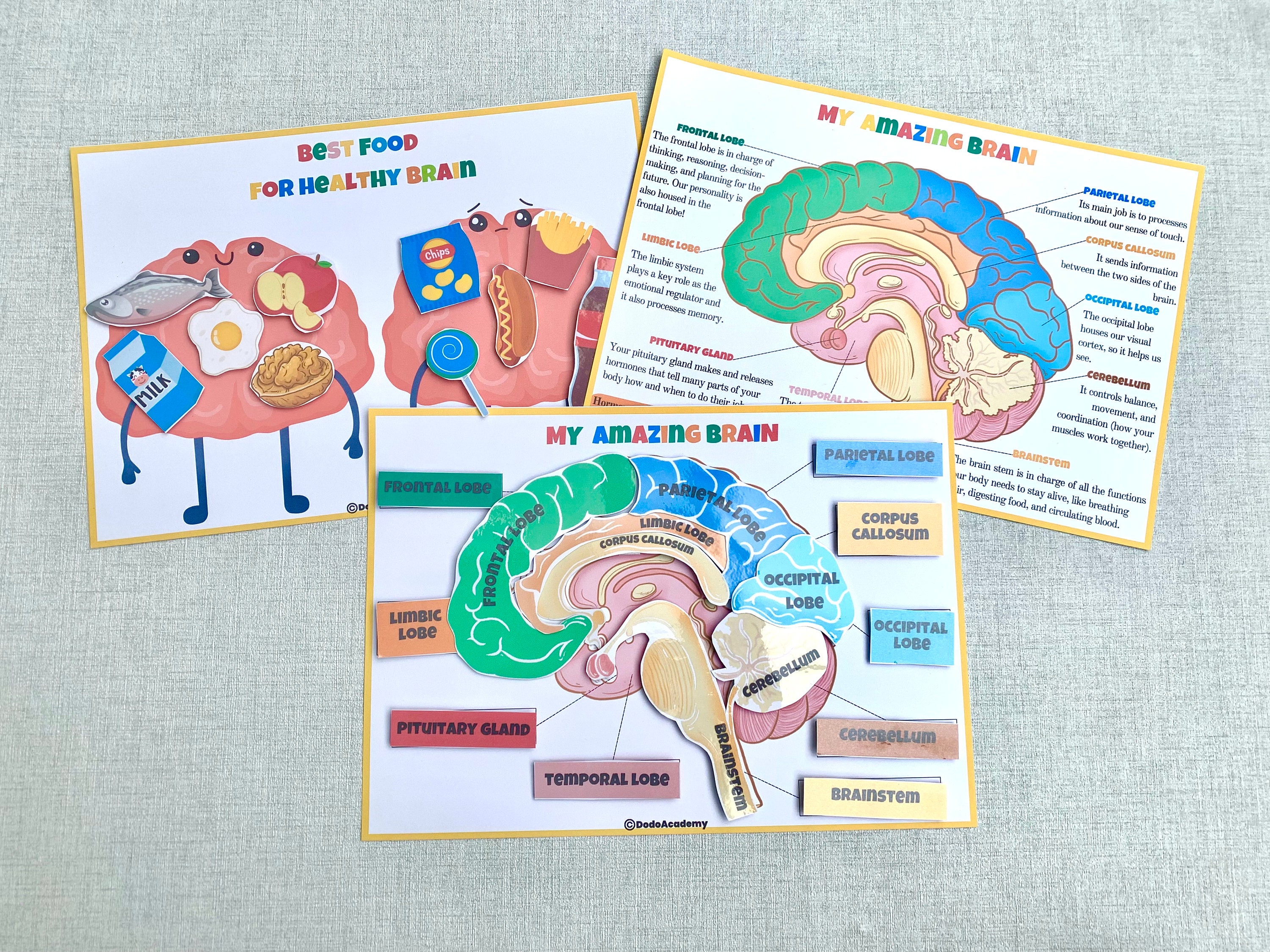 My Amazing Brain Learning Activity Human Anatomy Busy Book Montessori ...