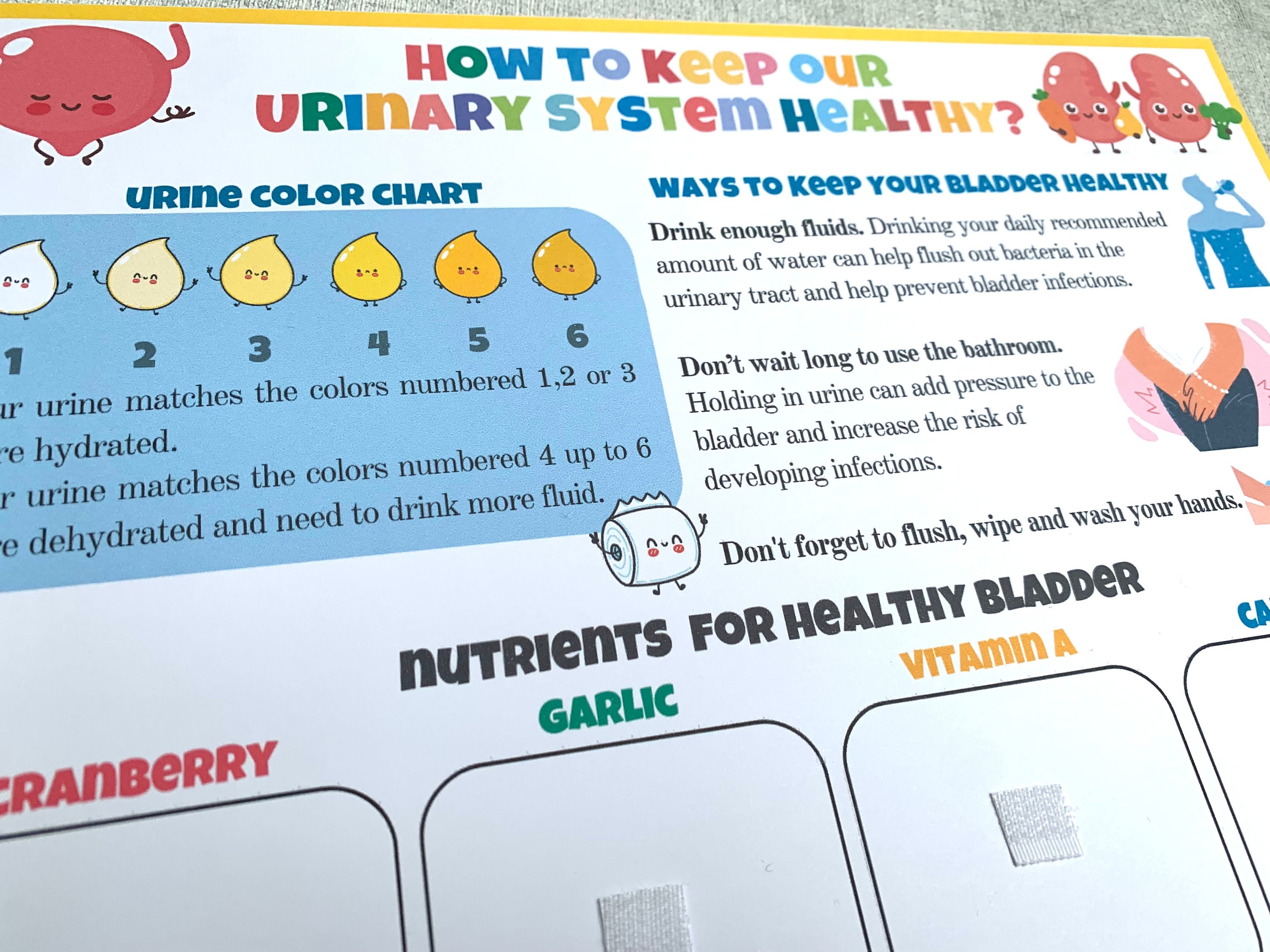 Urinary System Learning Activity Human Anatomy Busy Book Montessori ...