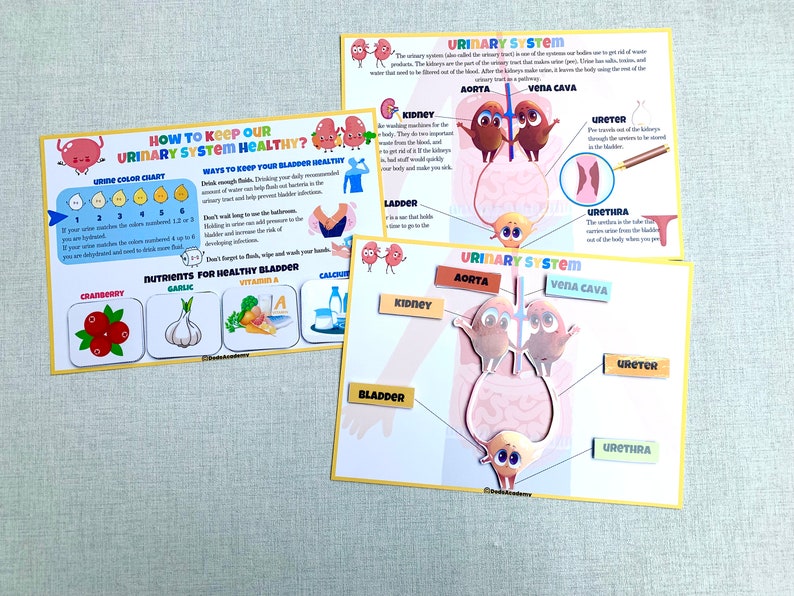 Urinary System Learning Activity Human Anatomy Busy Book Montessori ...