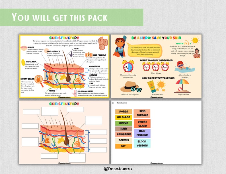 Human Anatomy Busy Book Human Skin Structure Body Systems Body Parts ...