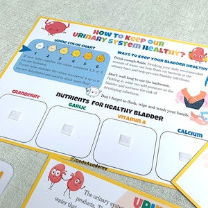 Urinary System Learning Activity Human Anatomy Busy Book Montessori ...