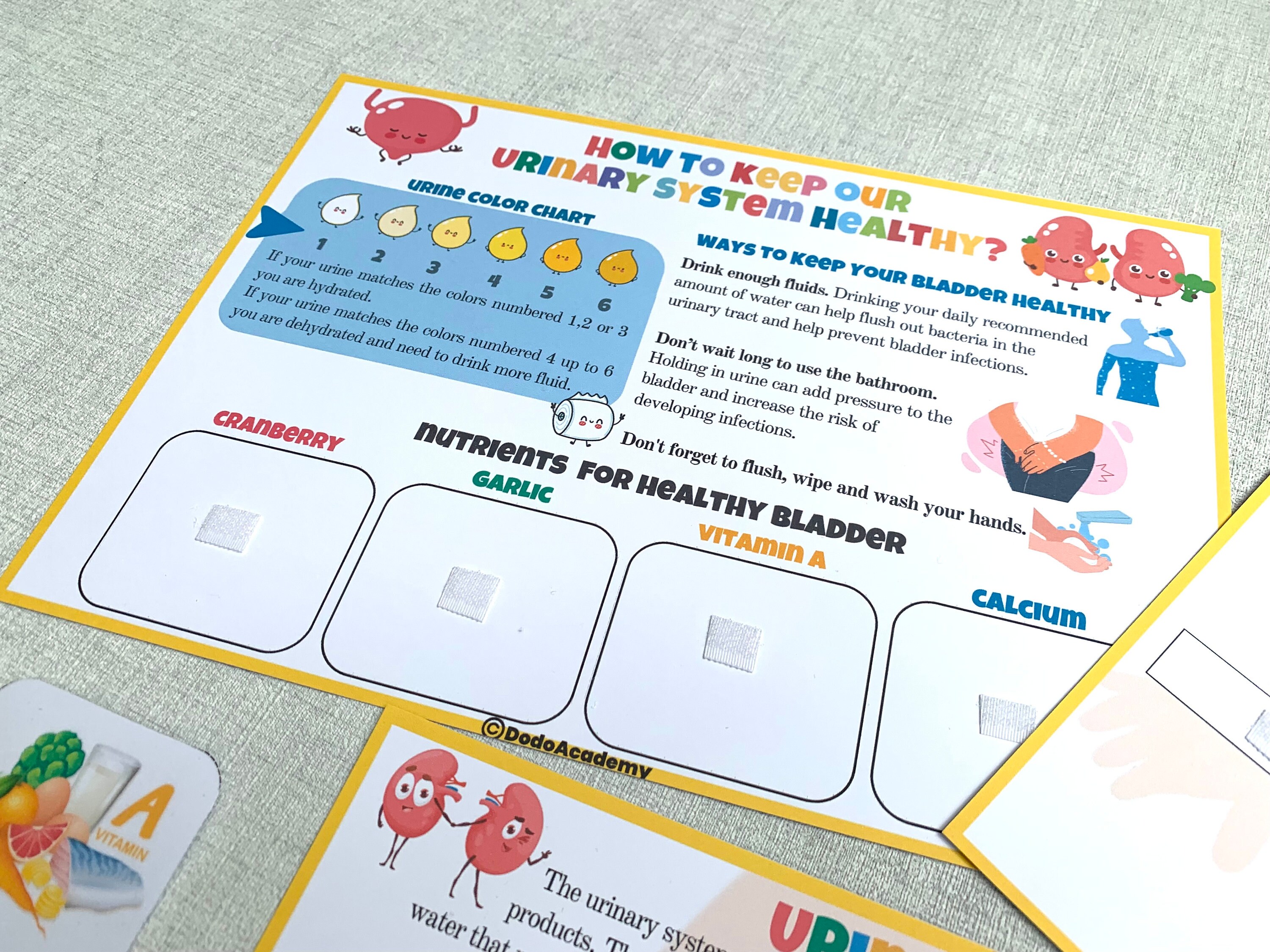 Urinary System Learning Activity Human Anatomy Busy Book Montessori ...