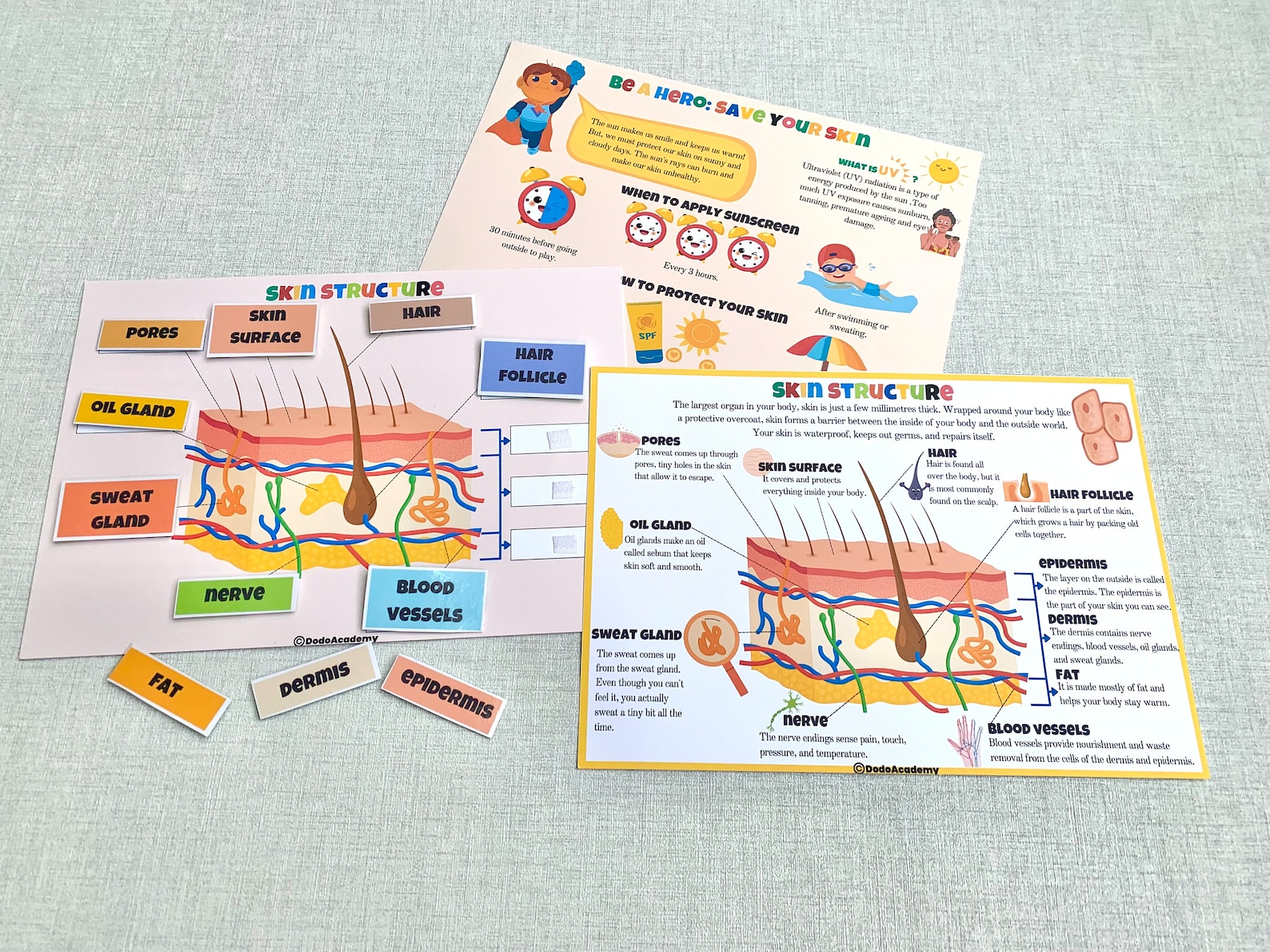 Human Anatomy Busy Book Human Skin Structure Body Systems Body Parts ...
