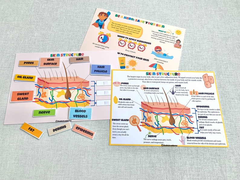 Human Anatomy Busy Book Human Skin Structure Body Systems Body Parts ...