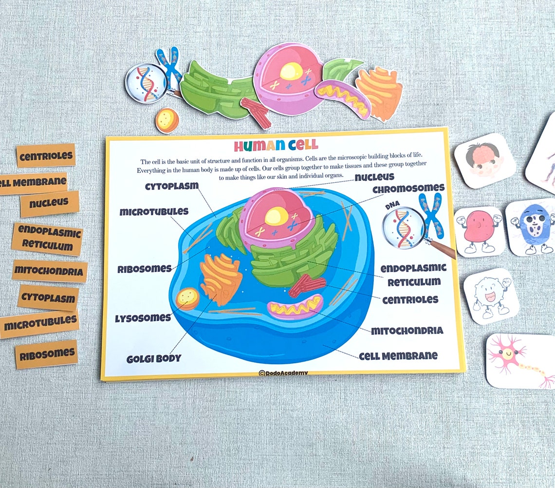 Human Anatomy Busy Book Human Cell Body Parts Printable Montessori ...