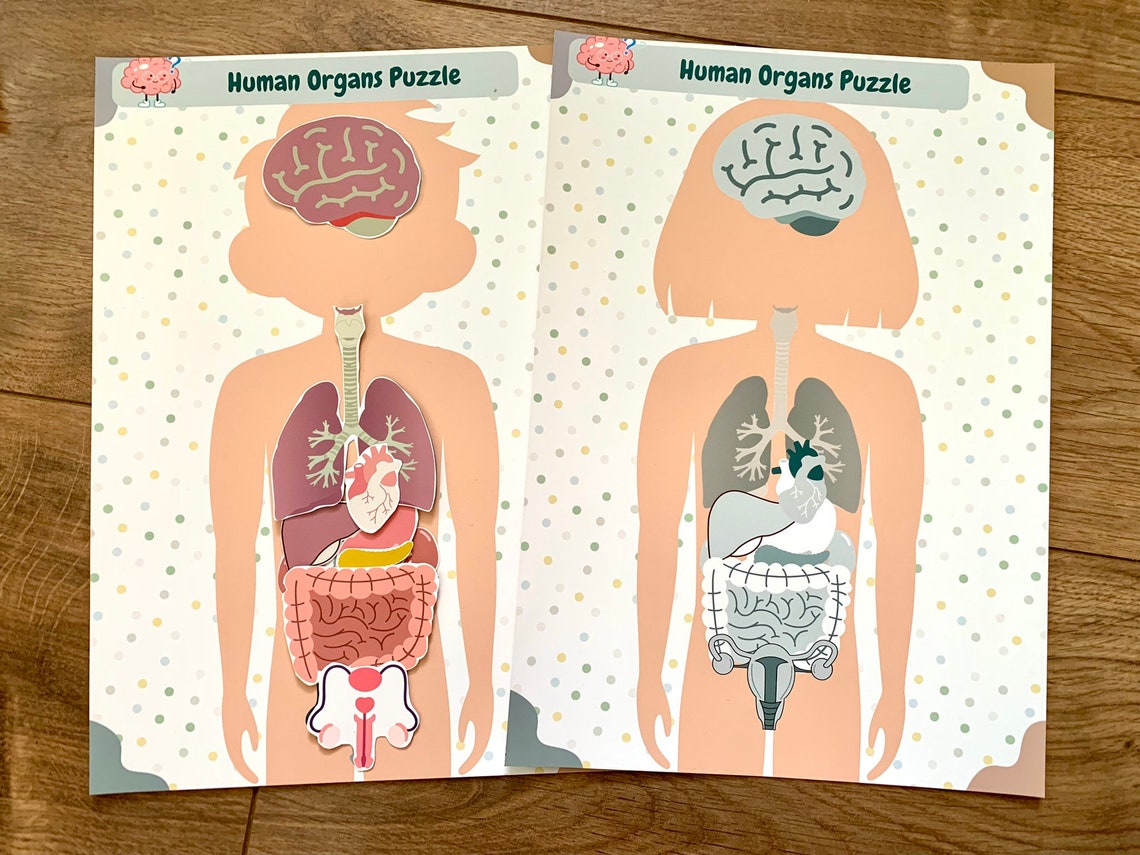 Human Organs Learning Activity With Flashcards and Body Facts - Etsy