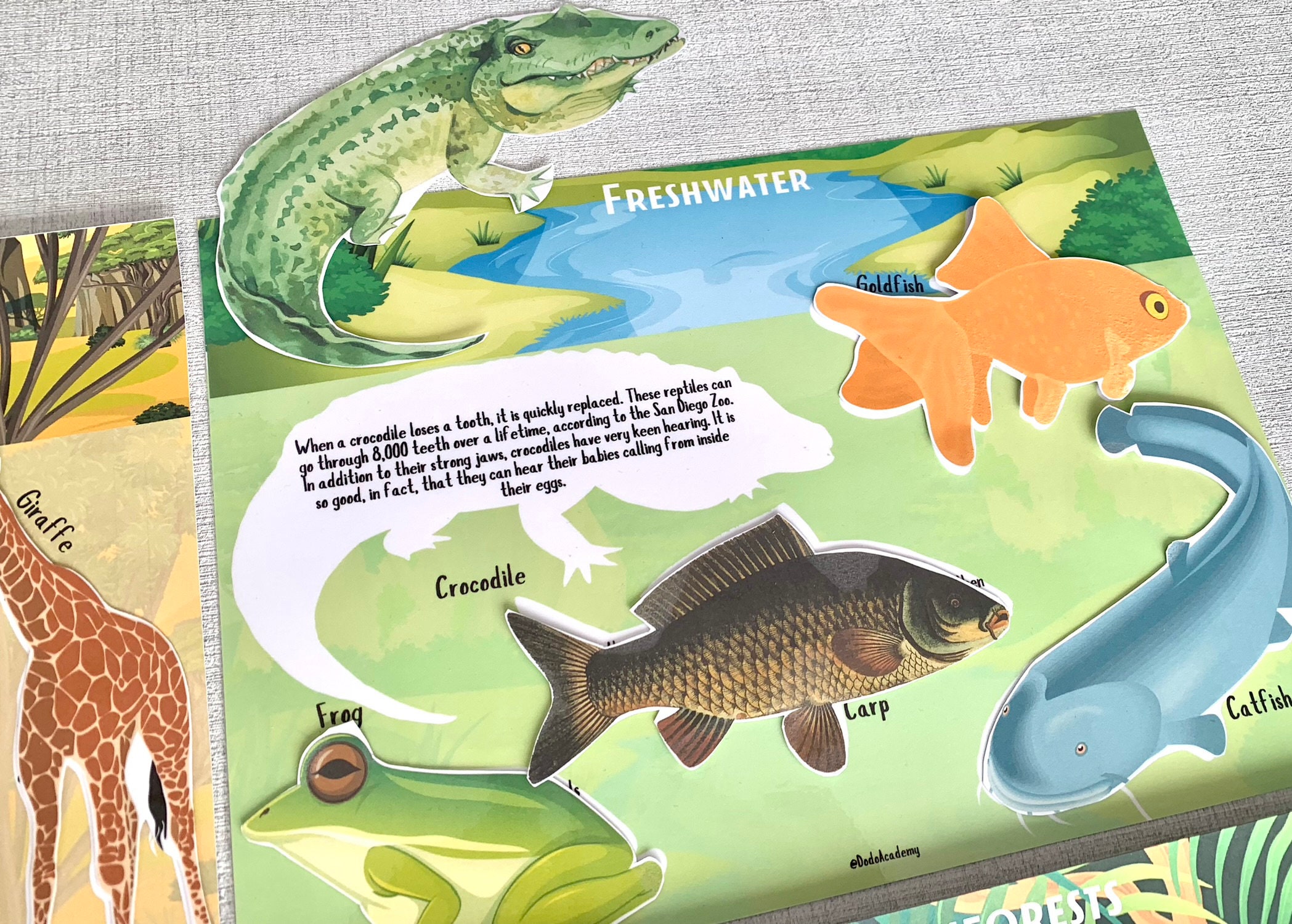 Animal Habitats Matching Game Geography Sorting Activity - Etsy