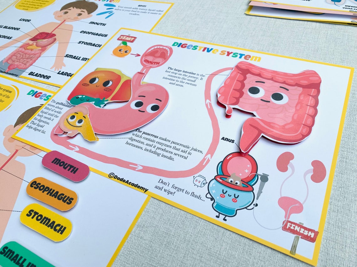 Human Digestive System Human Anatomy Busy Book Homeschool Learning ...