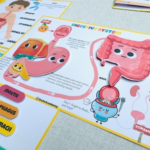 Human Digestive System Human Anatomy Busy Book Homeschool Learning ...