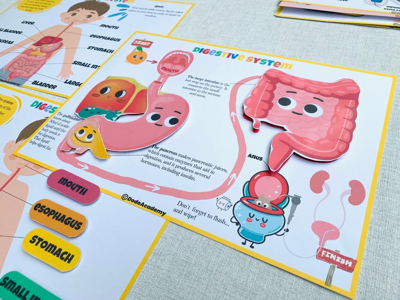 Human Digestive System Human Anatomy Busy Book Homeschool Learning ...