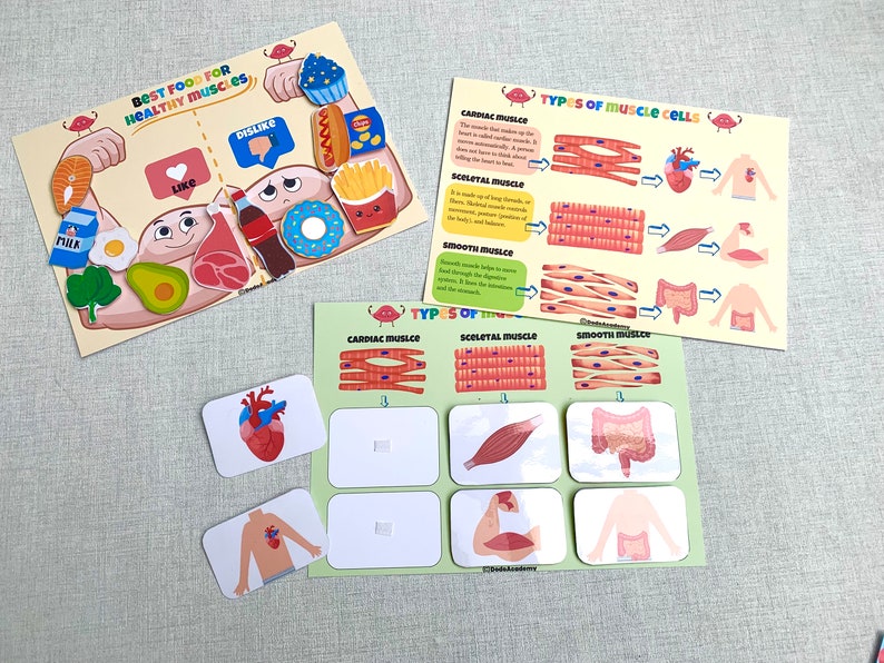 Muscular System Learning Activity Human Anatomy Busy Book - Etsy