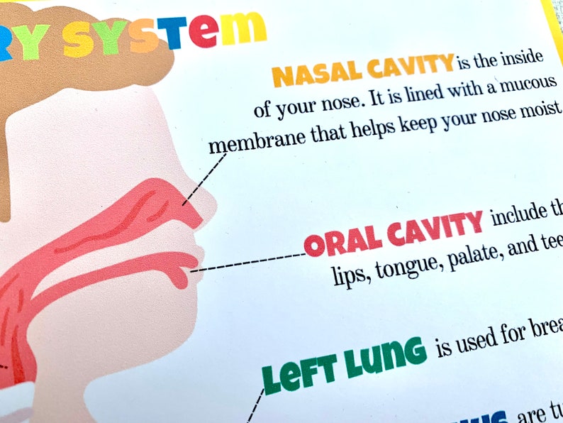 Respiratory System Learning Activity Human Anatomy Busy Book - Etsy