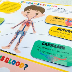 Human Anatomy Activity Circulatory System Anatomical Heart Human Body ...