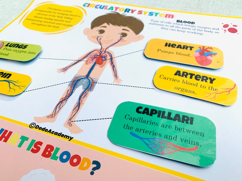 Human Anatomy Activity Circulatory System Anatomical Heart Human Body ...