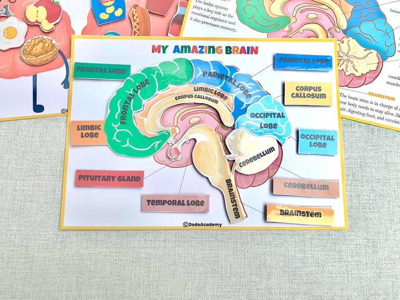 Human Anatomy Busy Book Body Parts Printable Montessori - Etsy