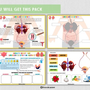 Urinary System Learning Activity Human Anatomy Busy Book Montessori ...