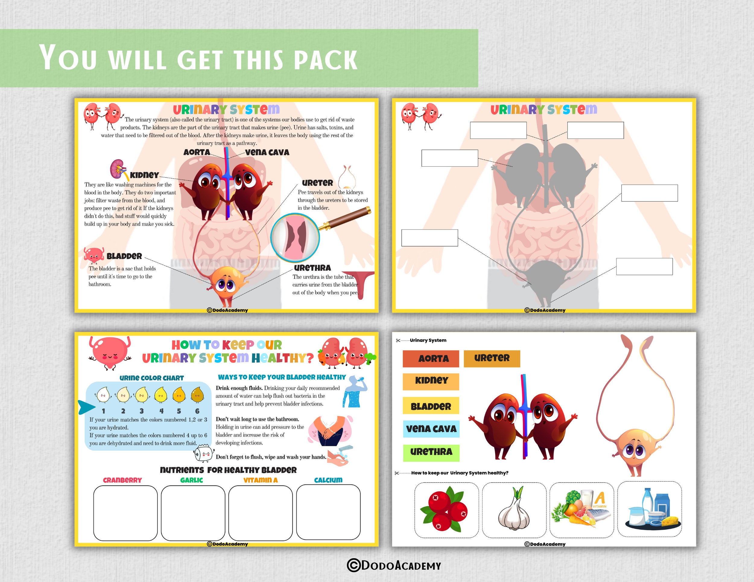 Urinary System Learning Activity Human Anatomy Busy Book Montessori ...