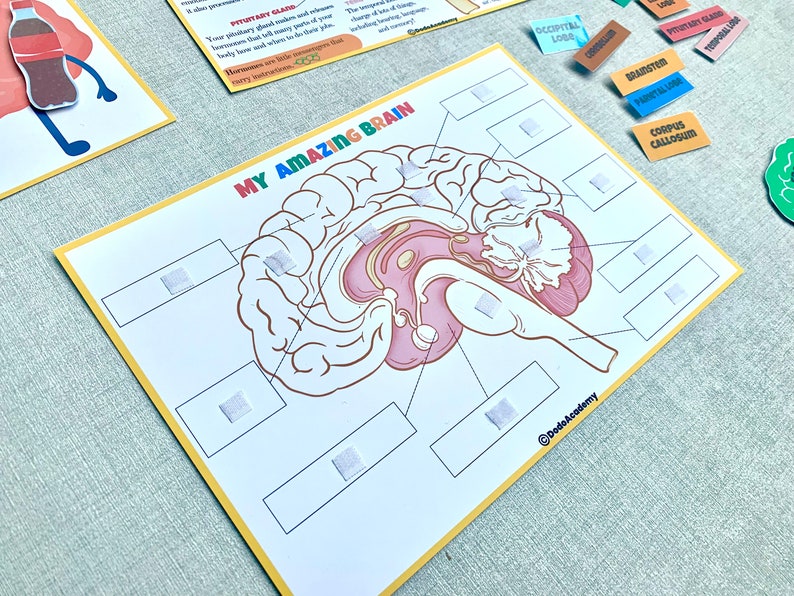 My Amazing Brain Learning Activity Human Anatomy Busy Book Montessori ...