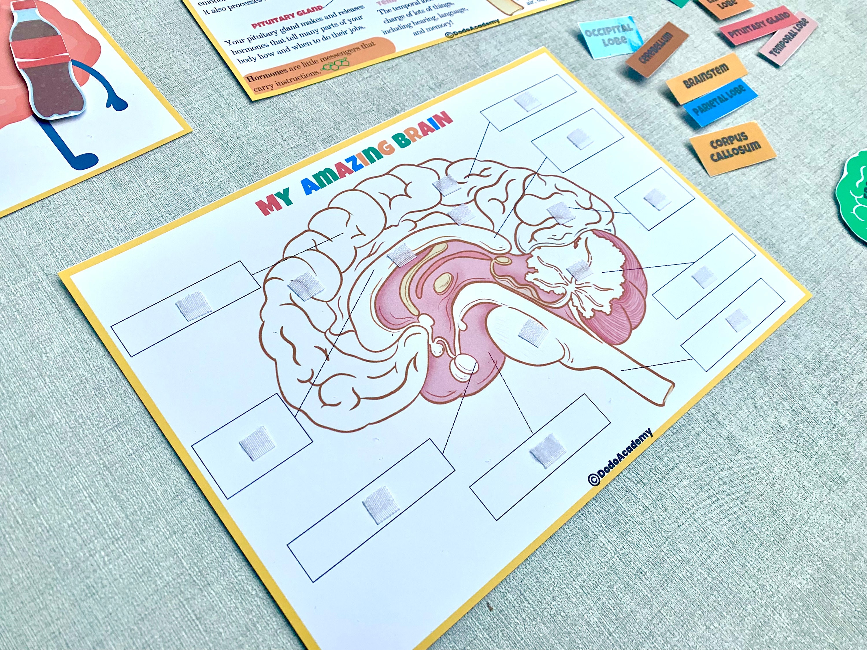 My Amazing Brain Learning Activity Human Anatomy Busy Book Montessori ...