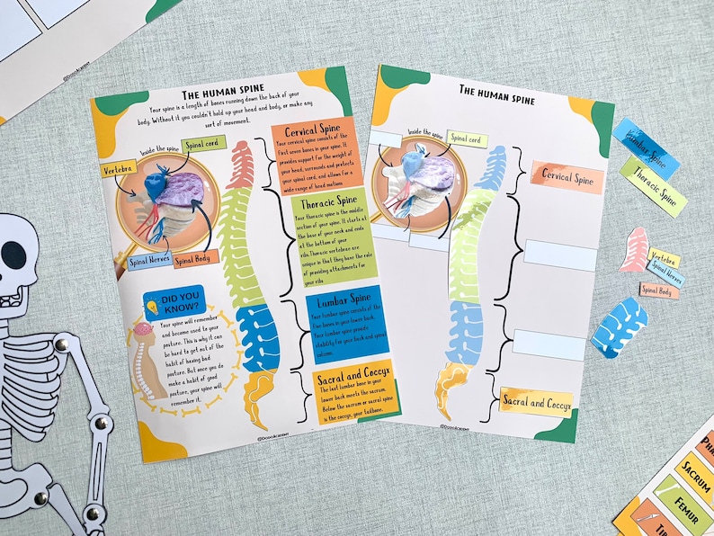 Human Skeleton Busy Book, Skeletal System Anatomy Pack, Printable ...